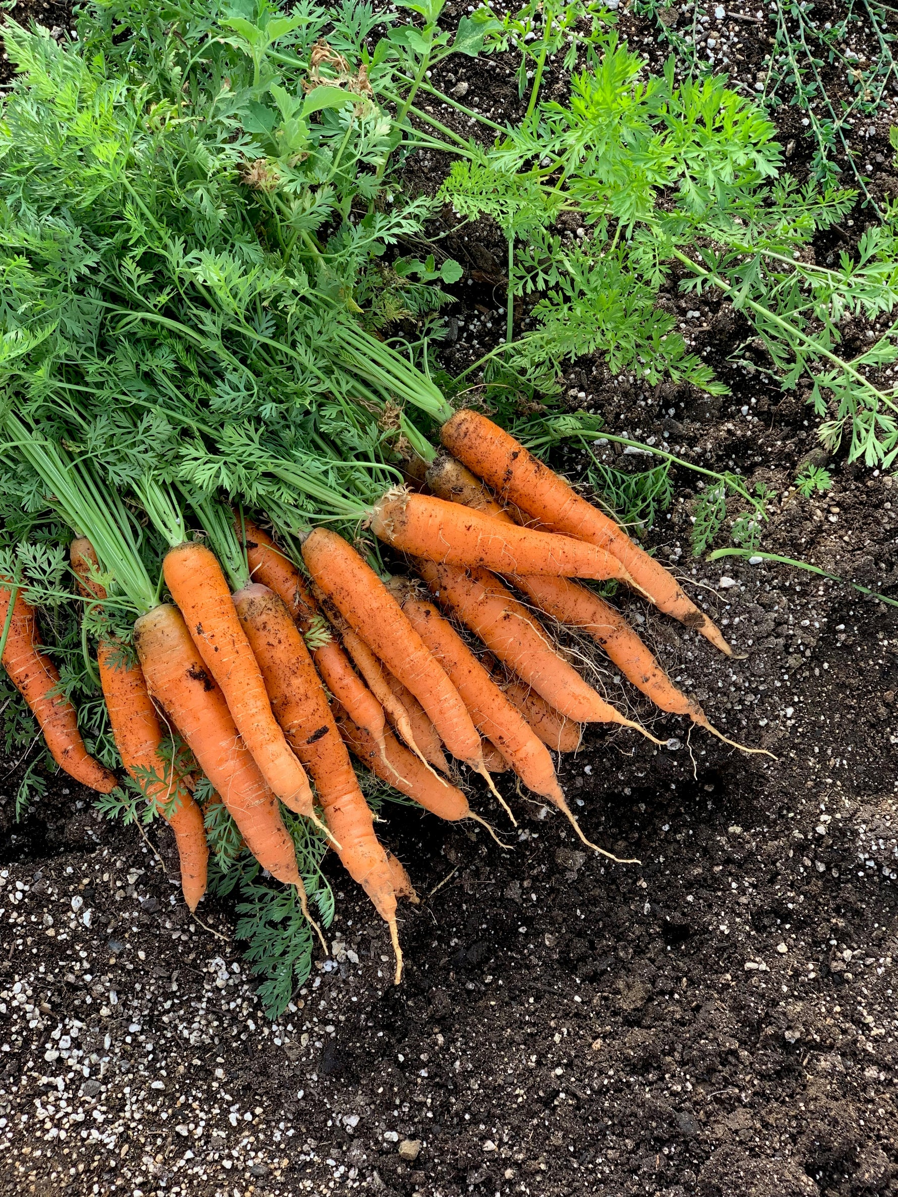 Well Rooted Farms